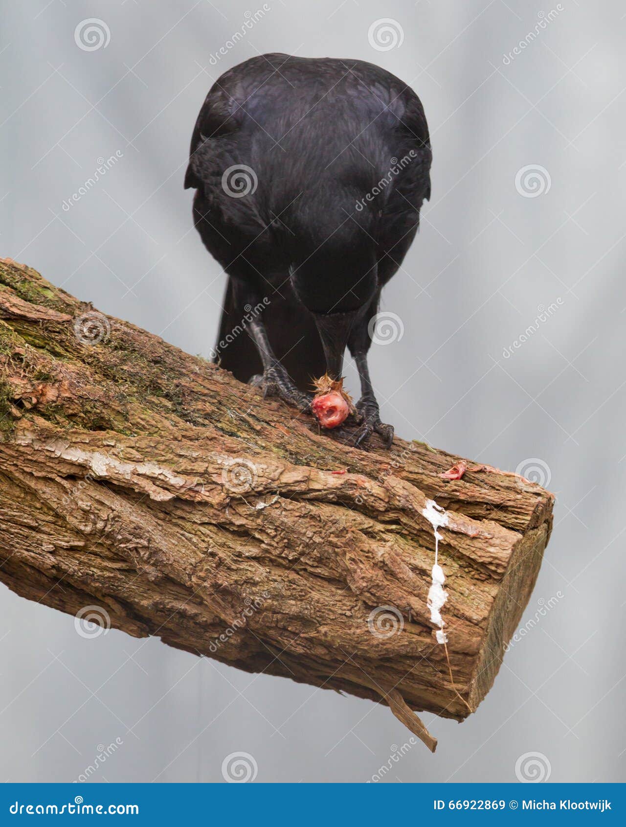 Black crow eating stock image. Image of scotch, european - 66922869