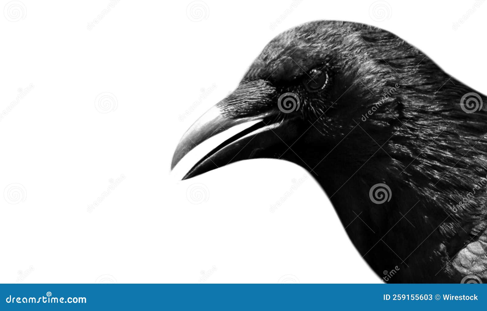 Black Crow Face Isolated on the White Background Stock Image - Image of ...