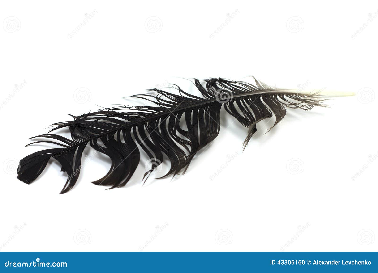 Crow Feather Isolated On A White Background Stock Photography ...