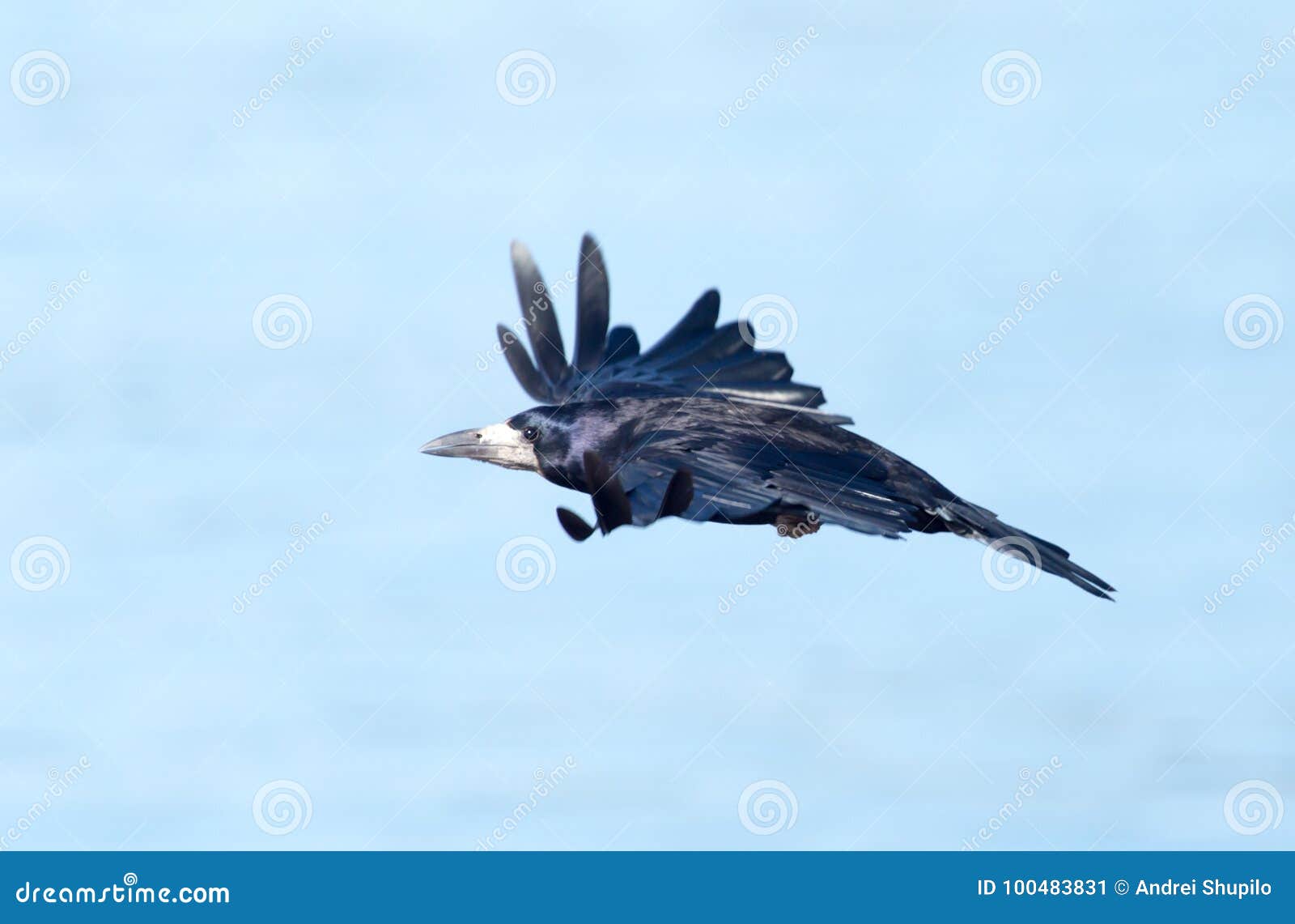 Black Crow in Flight Against Blue Sky Stock Image - Image of isolated ...