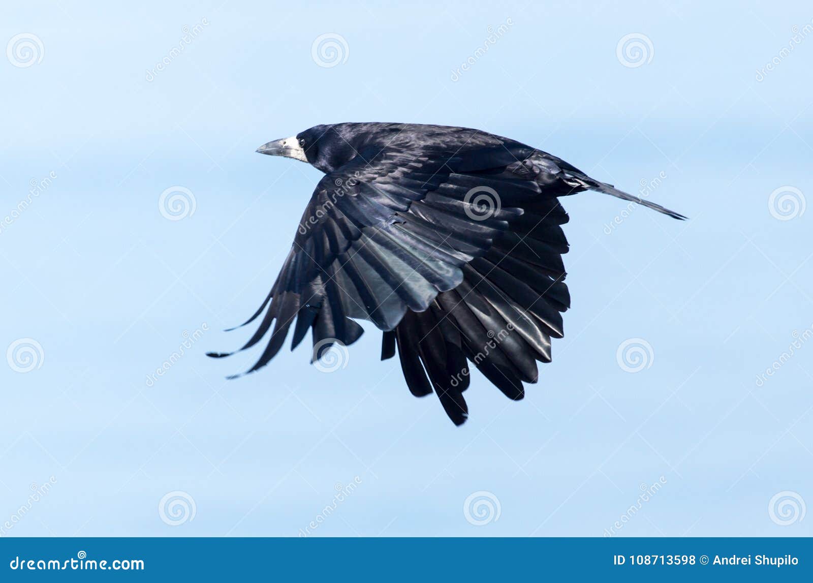 Black Crow in Flight Against Blue Sky Stock Photo - Image of crow ...