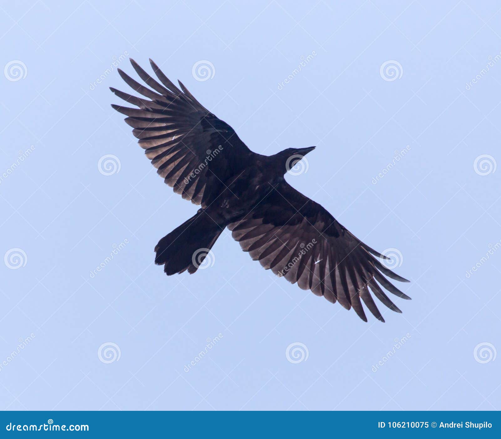 Black Crow in Flight Against Blue Sky Stock Image - Image of ...