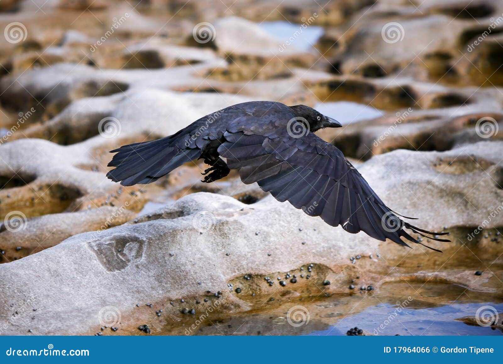 Black Crow in Flight Over Rocky Terrain Stock Photo - Image of nature ...