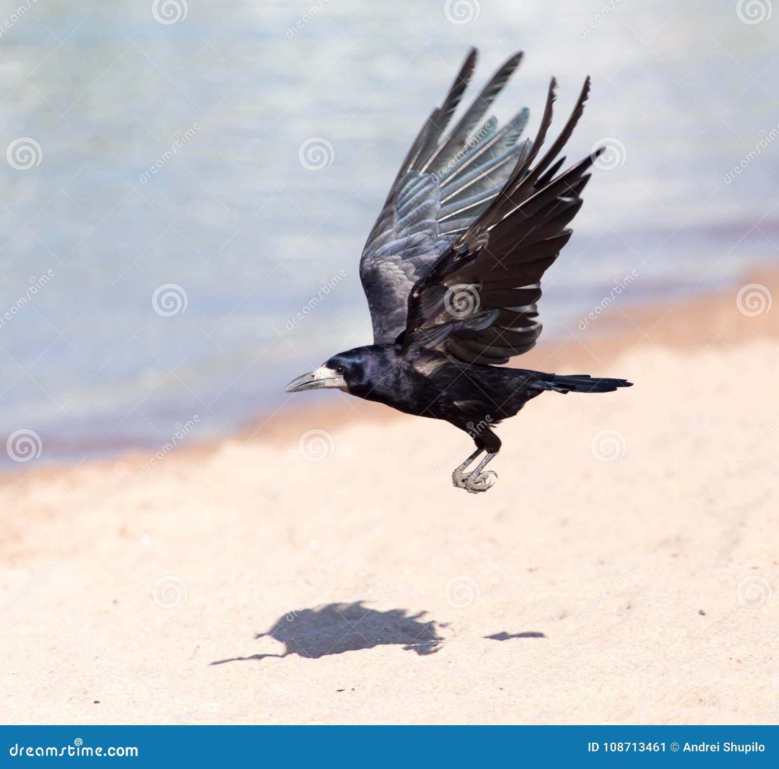Black crow in flight Sea stock image. Image of raven - 108713461