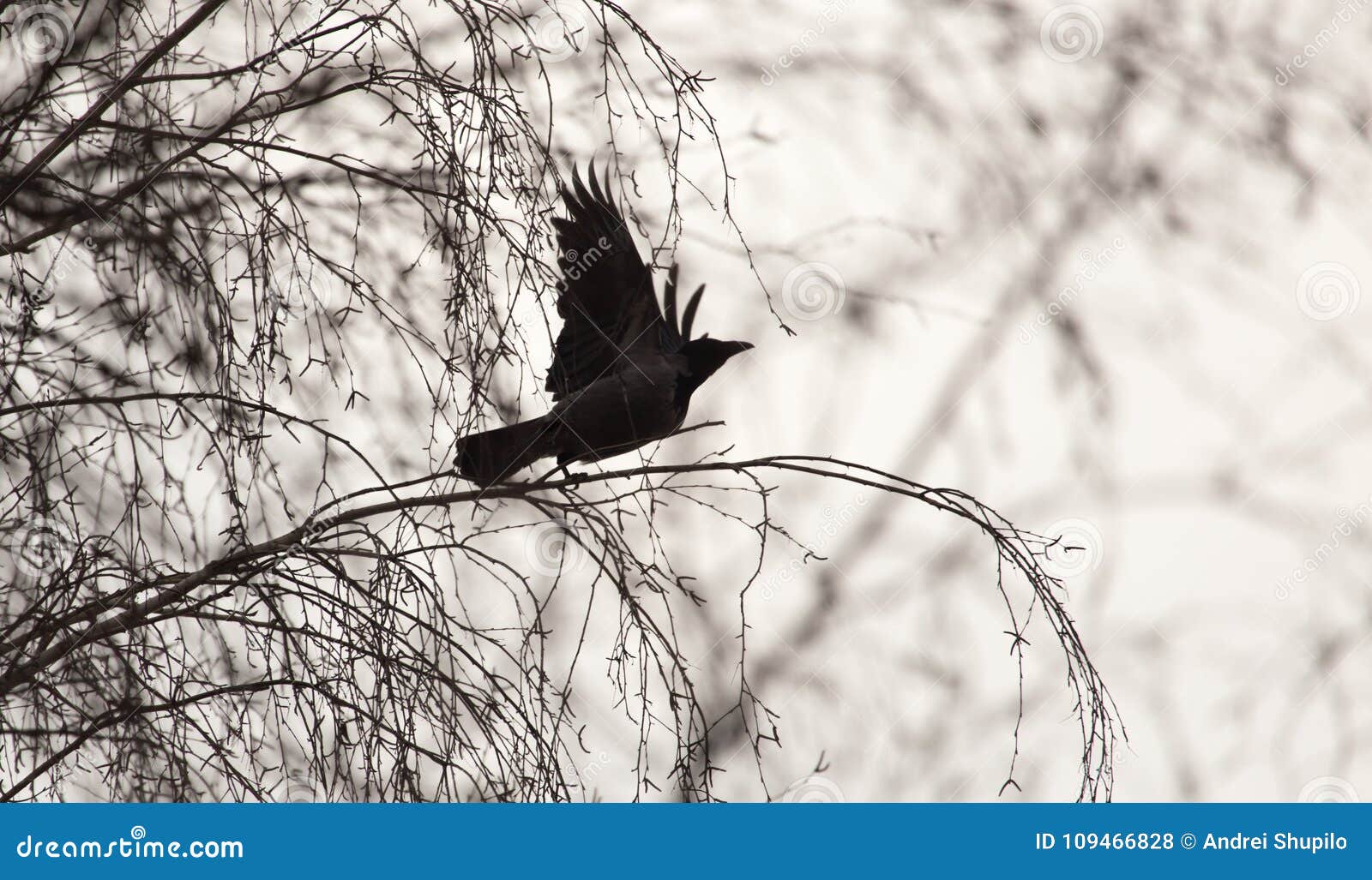 Black crow in flight sky stock photo. Image of wildlife - 109466828