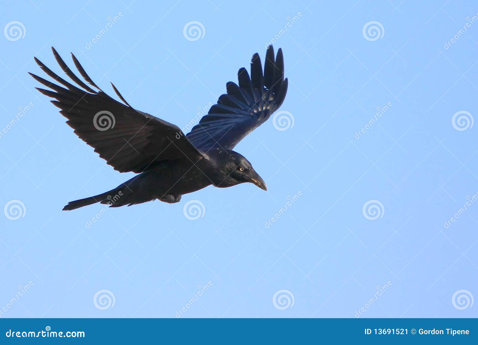 Black Crow in Flight with Spread Wings Stock Image - Image of crow ...