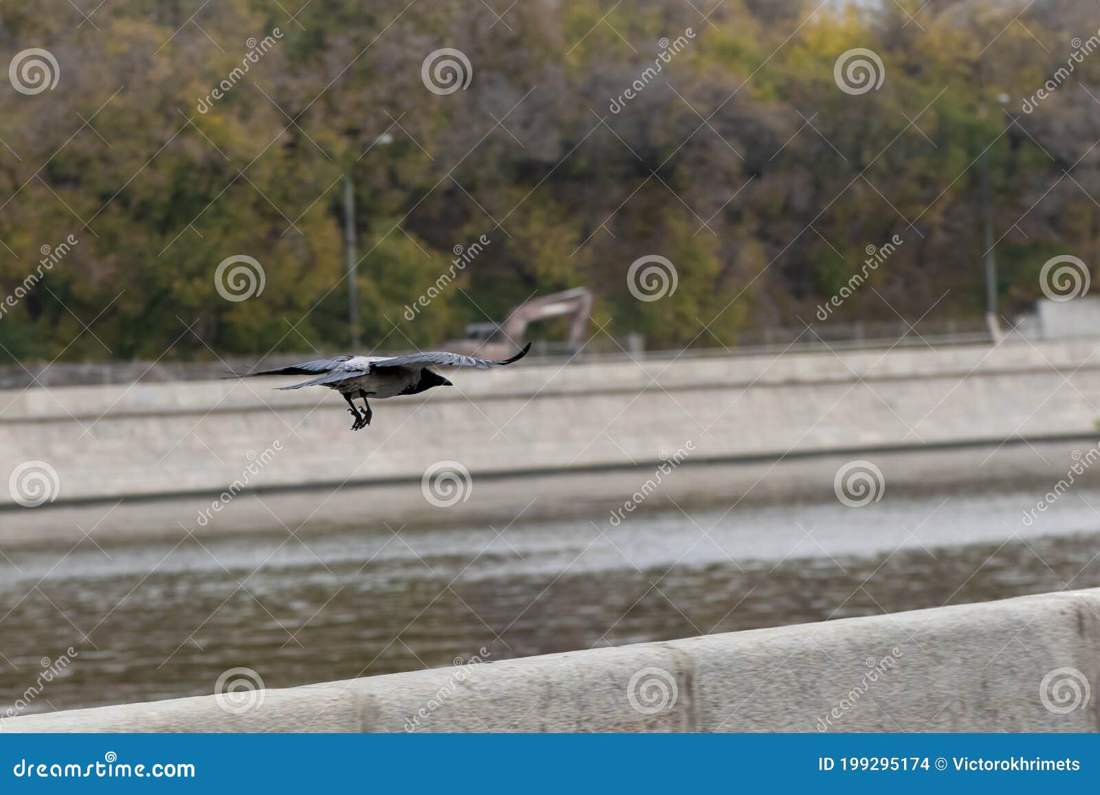 Black Crow Flying Away Over the River Stock Photo - Image of flying ...