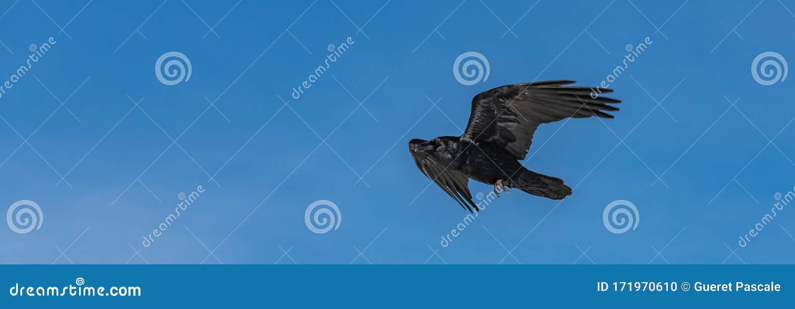 Black crow flying stock photo. Image of blue, portrait - 171970610