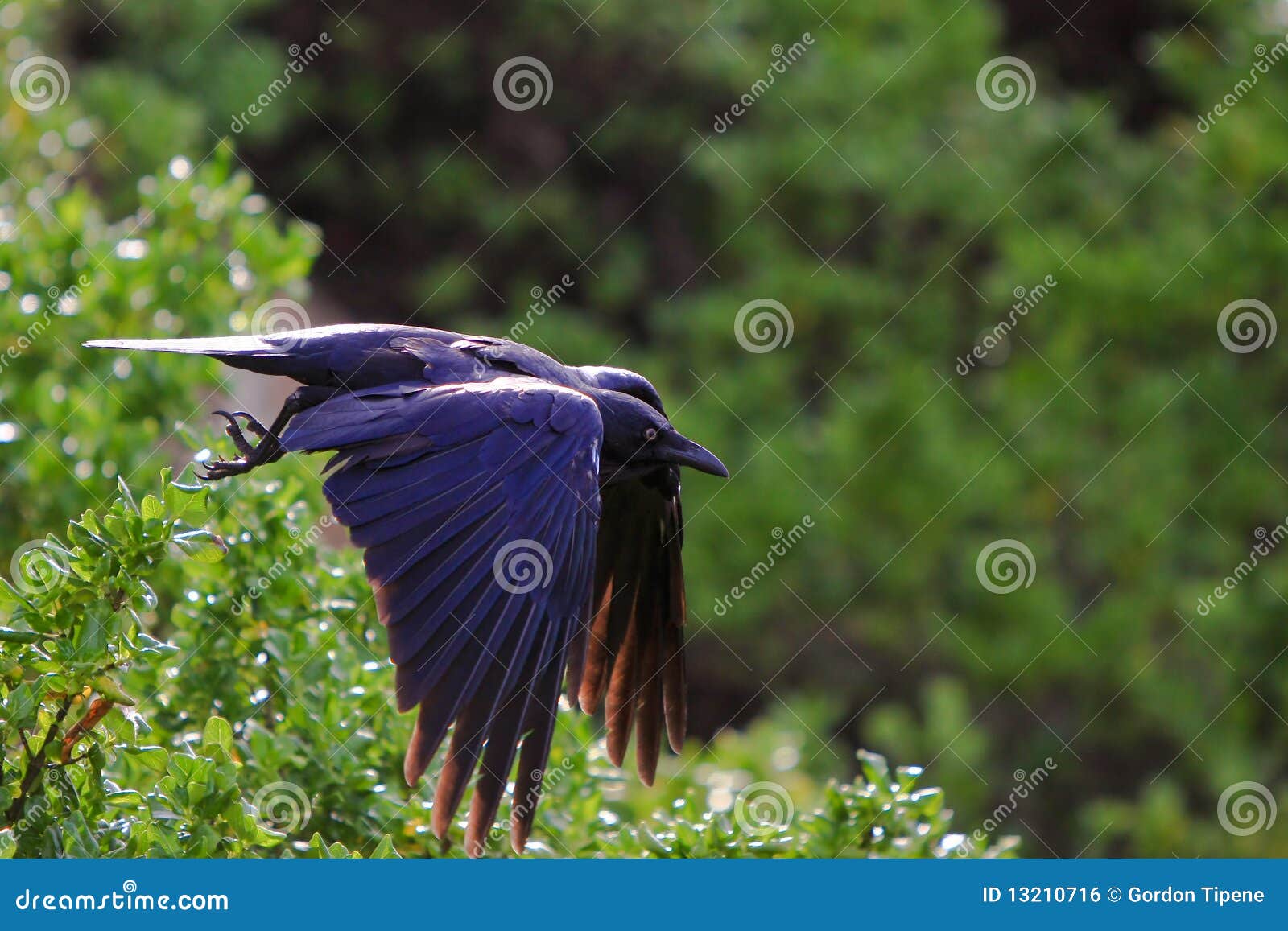 Black Crow Flying from Bush Perch. Stock Photo - Image of black, wings ...