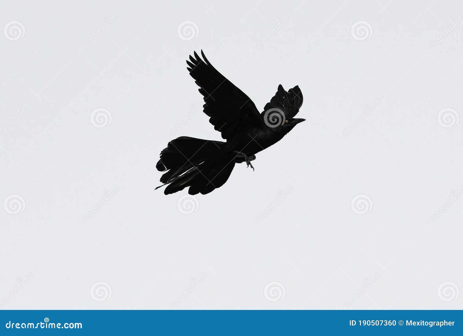 Crow Isolated on white stock photo. Image of wild, wings - 190507360