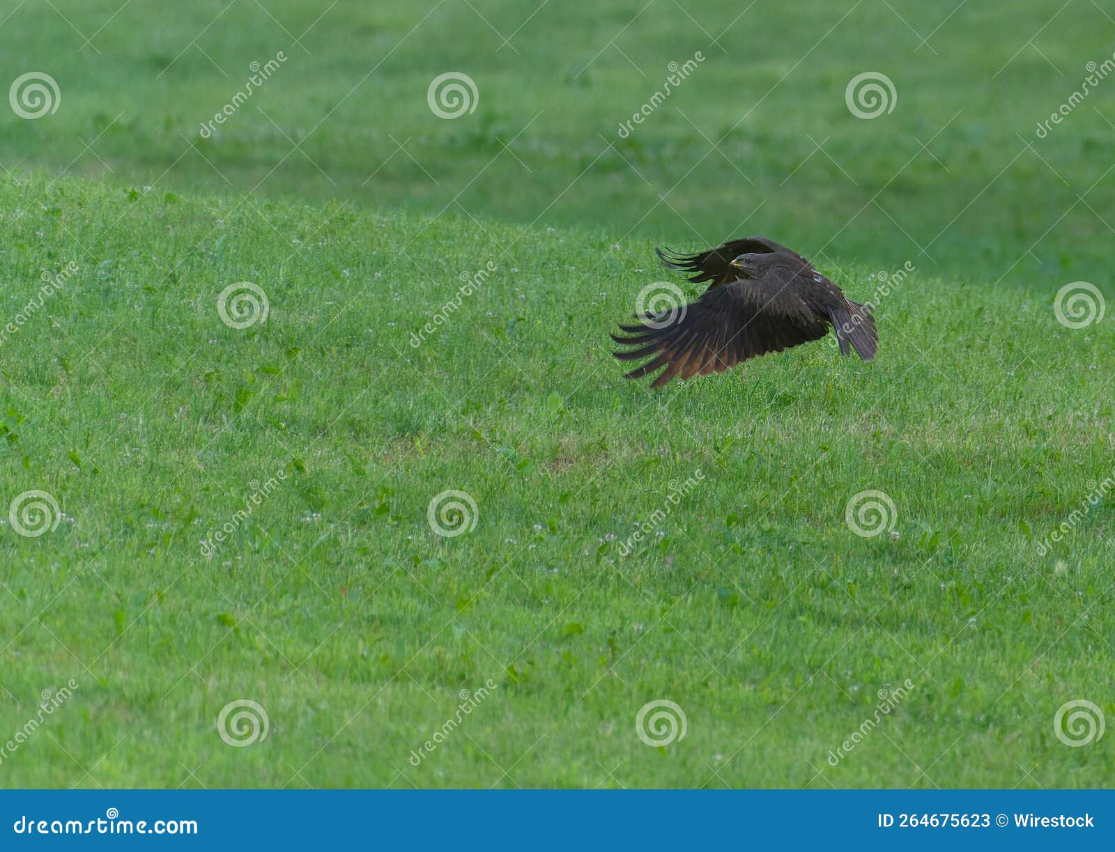 Black Crow Flying Over the Green Grass Stock Image - Image of creature ...
