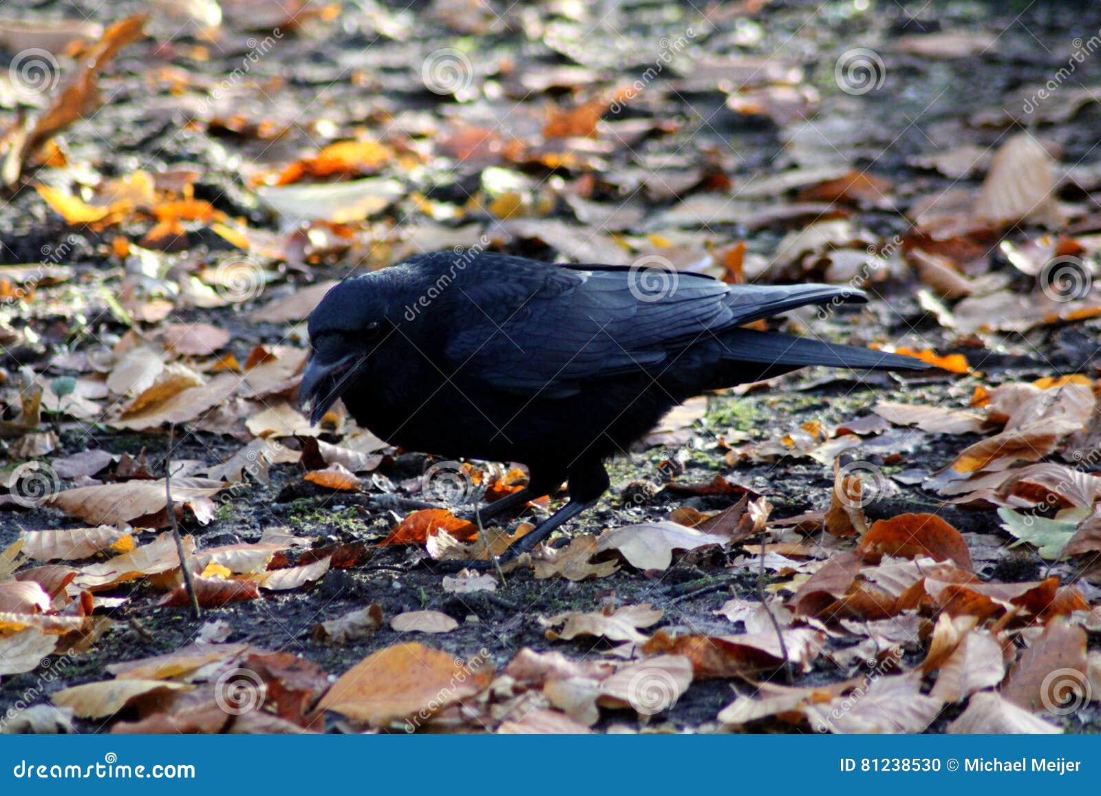 Black crow in forest stock photo. Image of recreation - 81238530