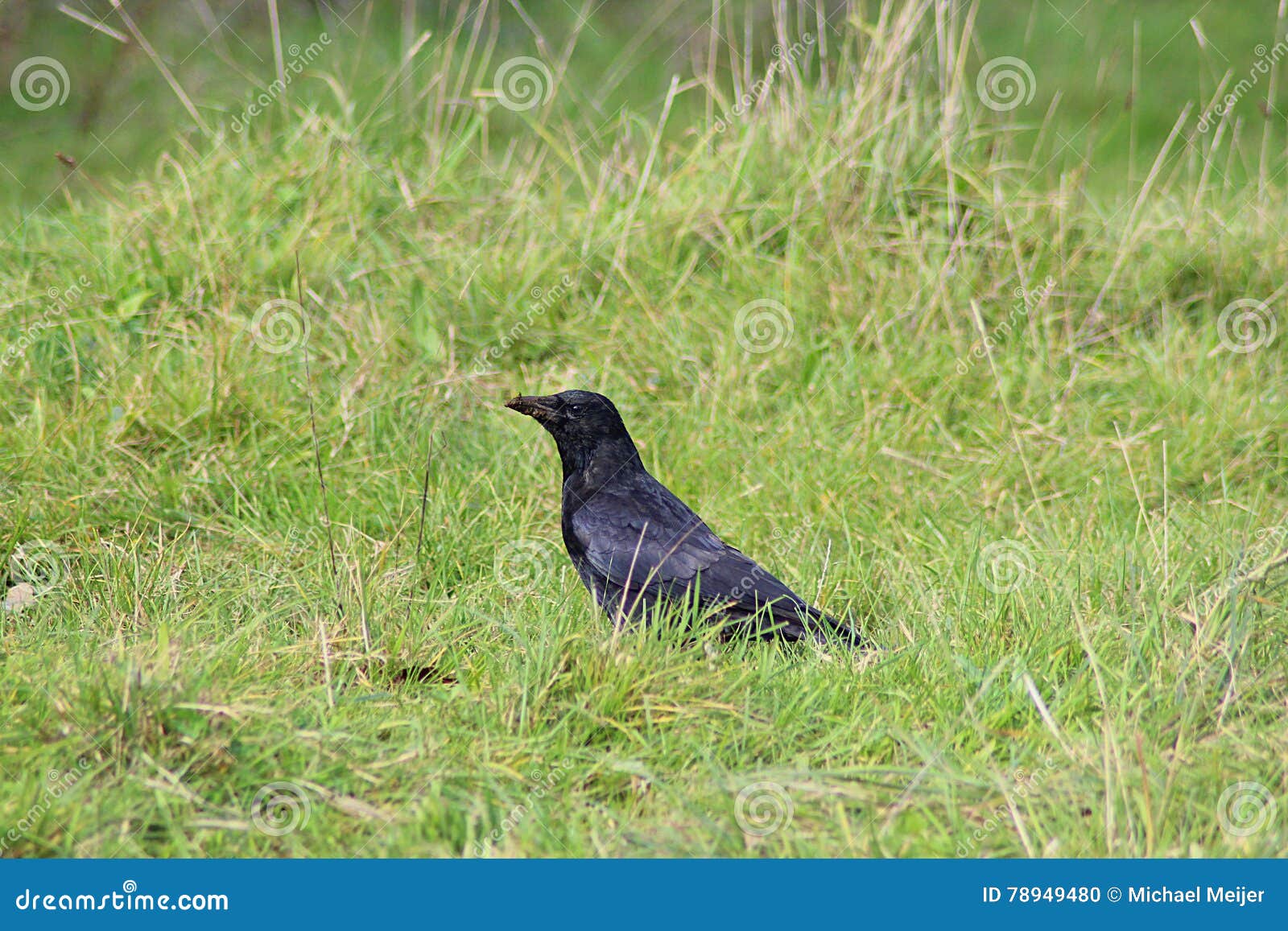 Black crow in forest stock photo. Image of meadow, nature - 78949480