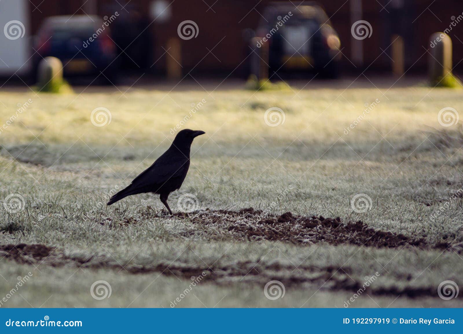 Black Crow on a Frozen Grass Meadow Stock Image - Image of brown, grass ...