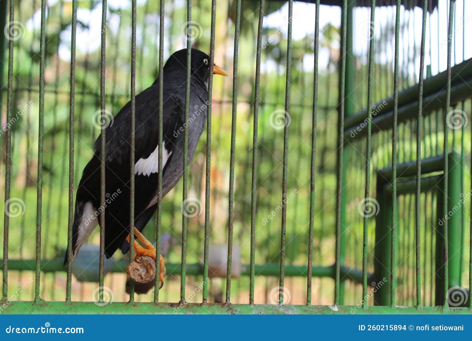 Black Crow in a Green Iron Cage Stock Photo - Image of cage, wildlife ...
