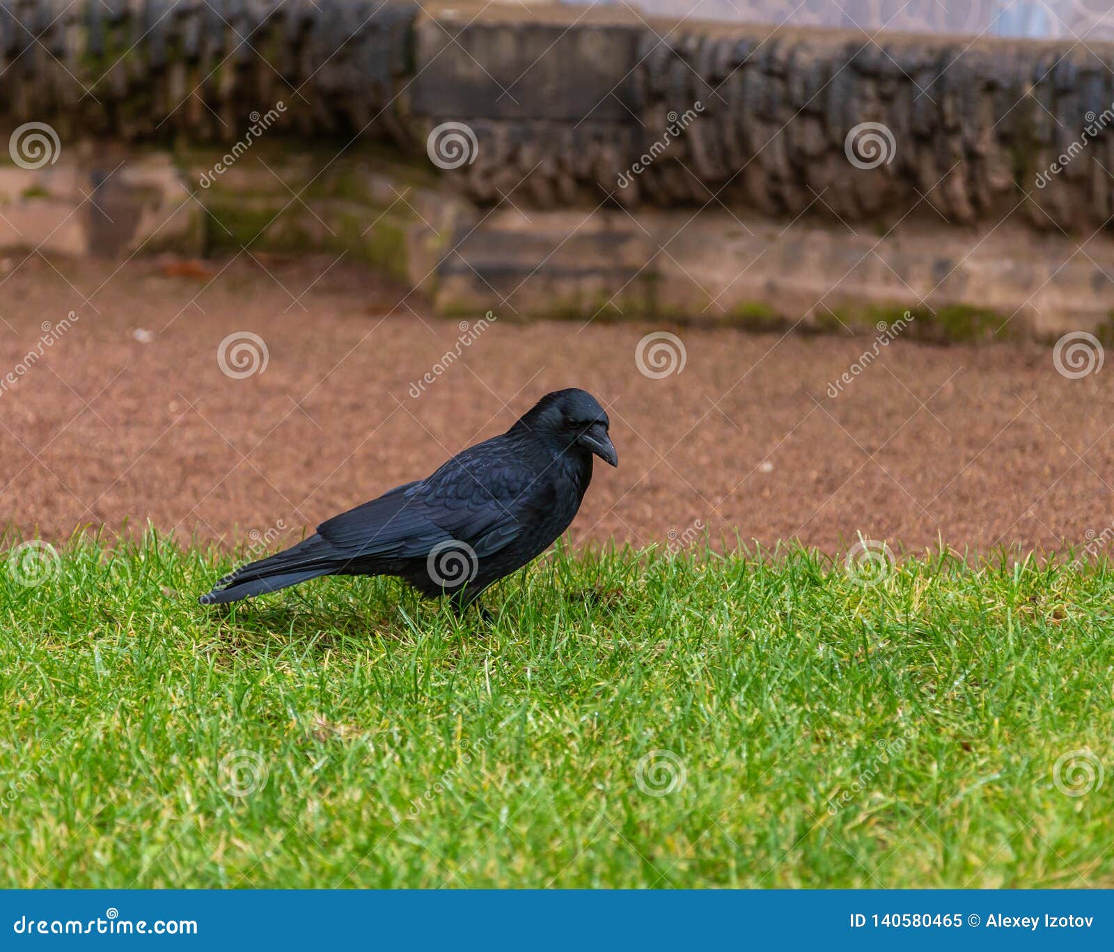 Black Crow on a Green Lawn in Dresden, Germany Stock Image - Image of ...