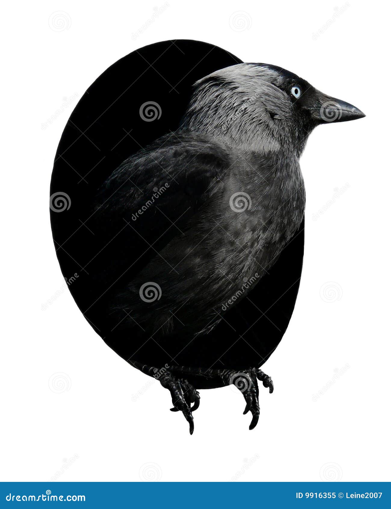 Black Crow Side View Isolated Graphic Silhouette Royalty-Free Stock ...