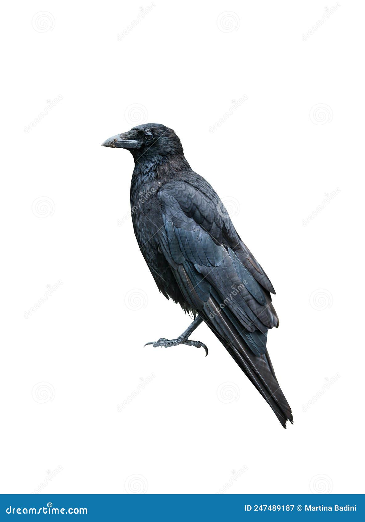 Black Crow Isolated on White Background Stock Image - Image of wildlife ...