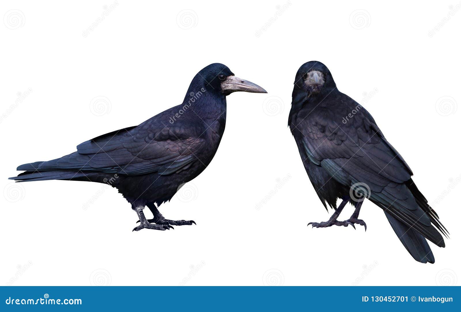 Black Crow Side View Isolated Graphic Silhouette Royalty-Free Stock ...