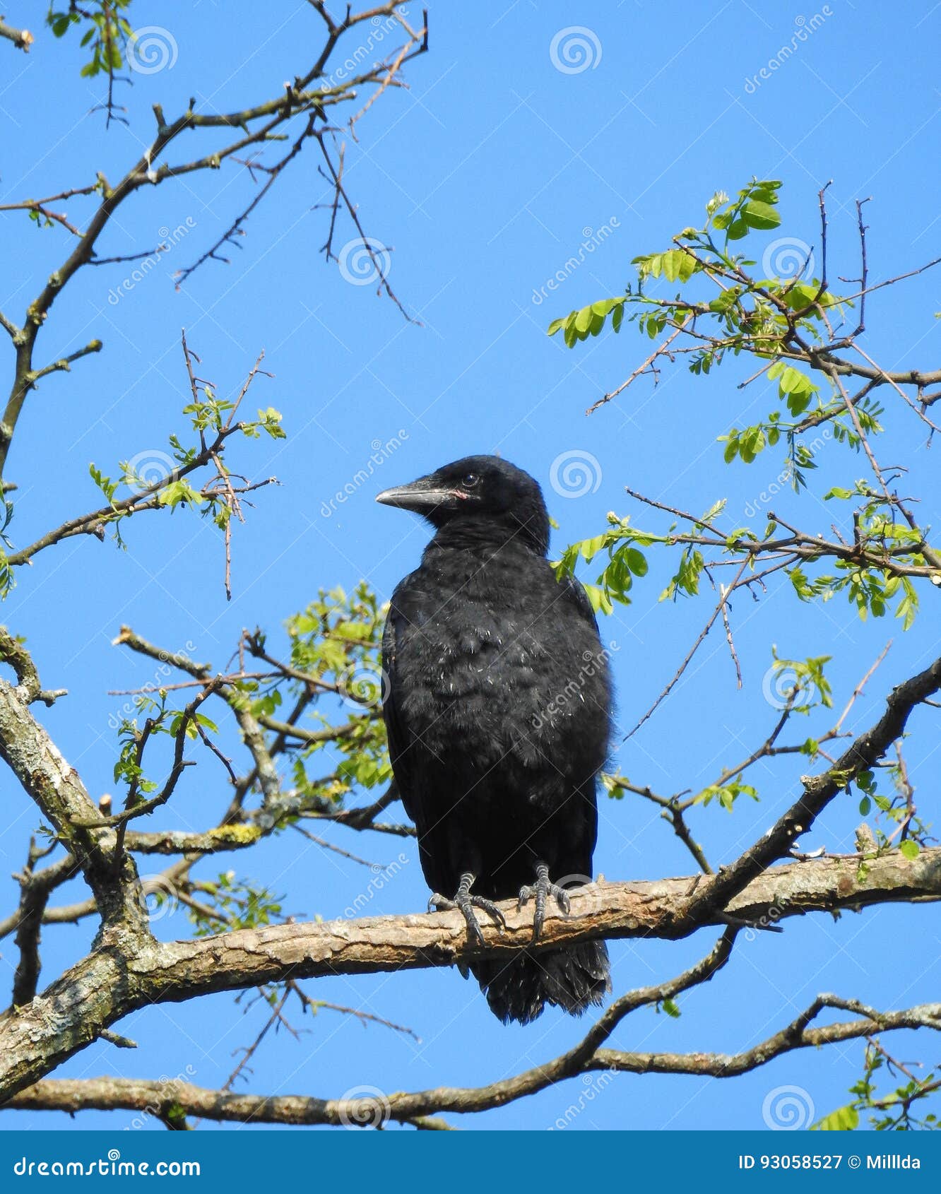 Black crow , Lithuania stock image. Image of background - 93058527