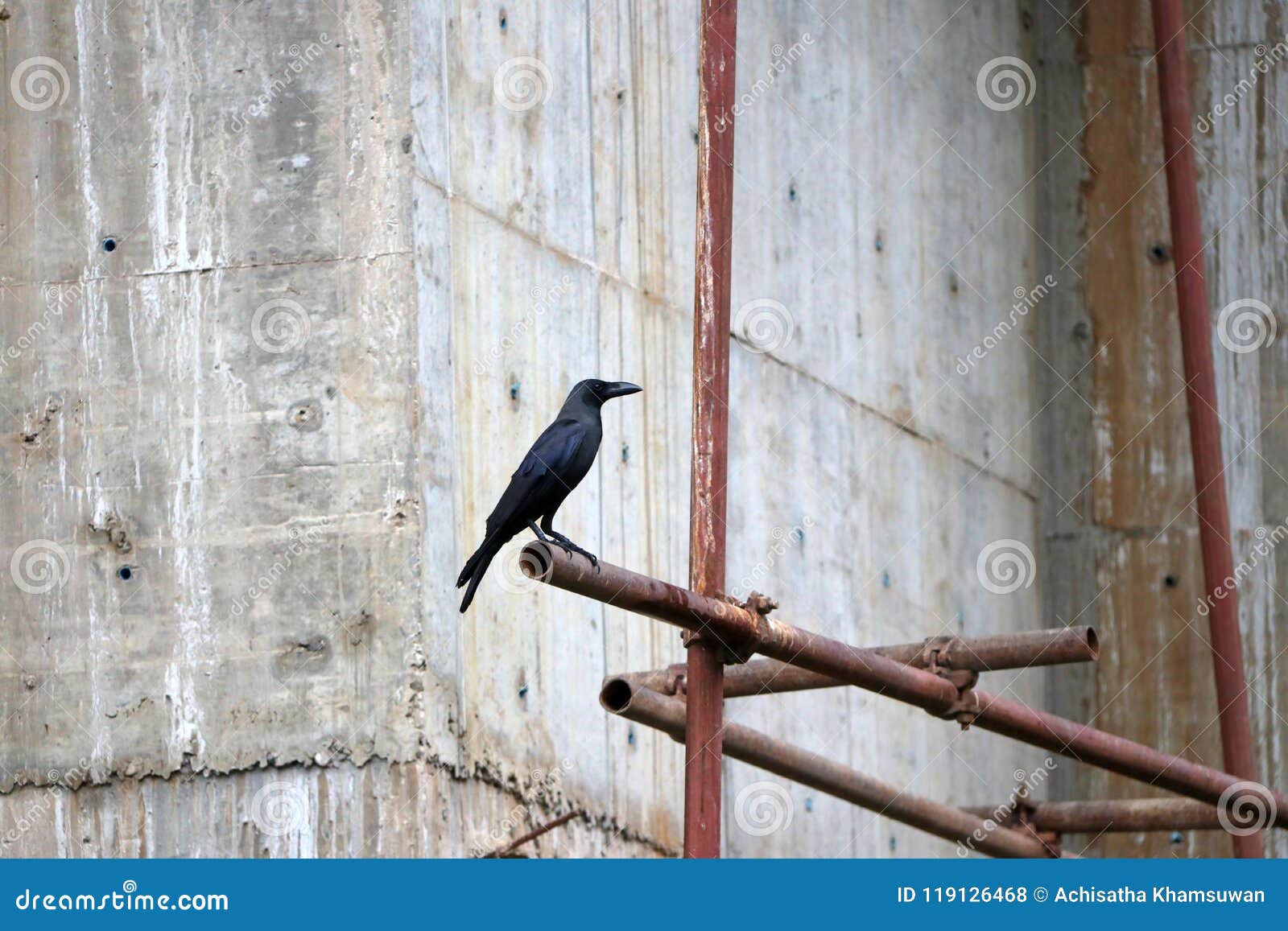 Black Crow Open the Beak and Perch on the Scaffolding Iron with Cement ...