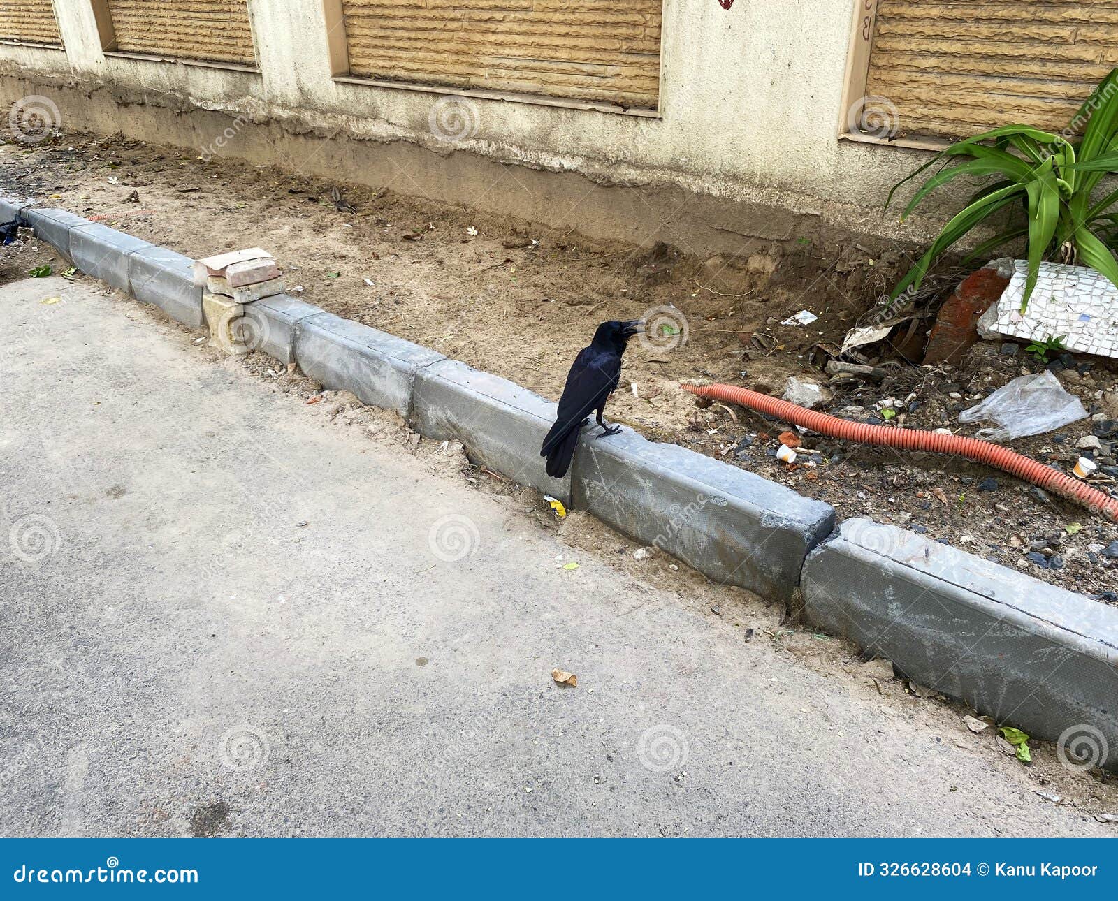 Black crow on the pavement stock photo. Image of street - 326628604