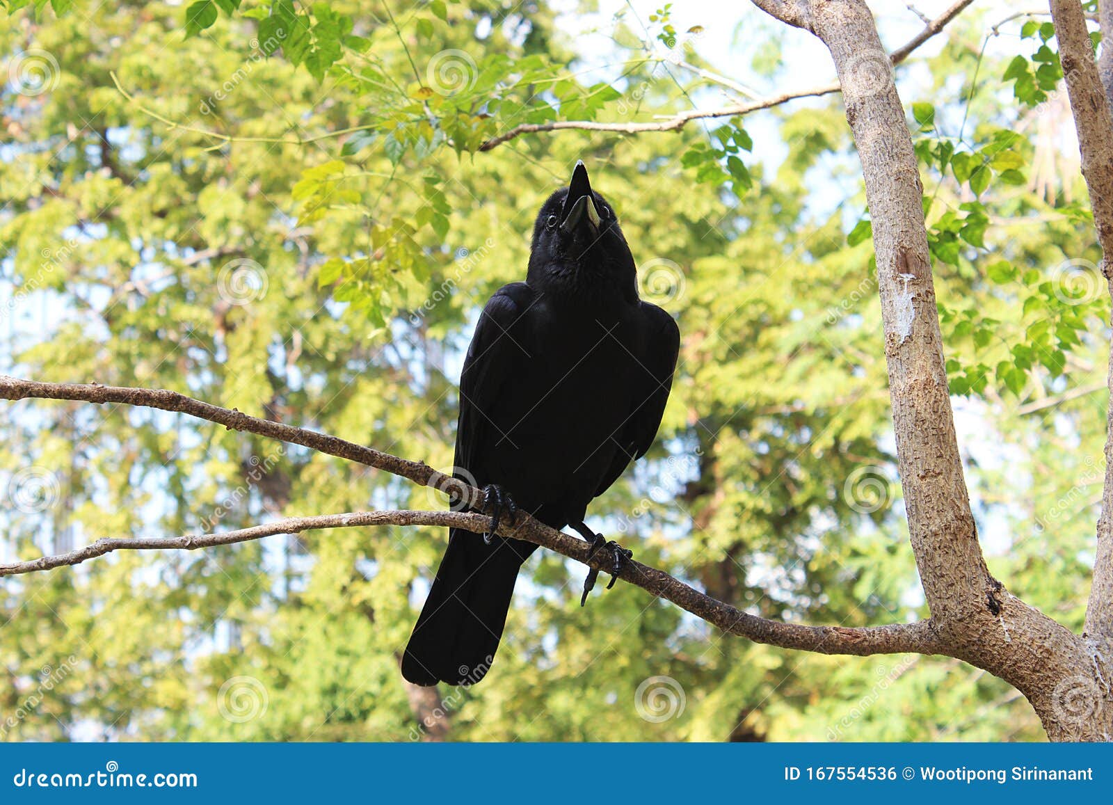 Crow perched on a branch stock photo. Image of asian - 167554536