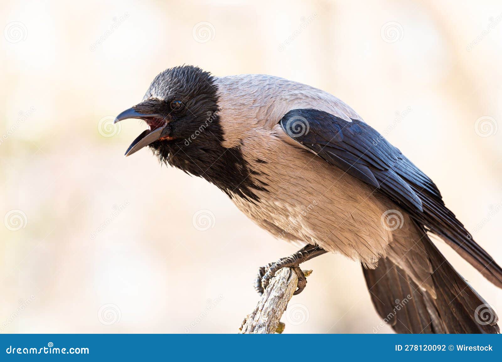 Black Crow Perched on the Branch of a Tree Stock Photo - Image of ...