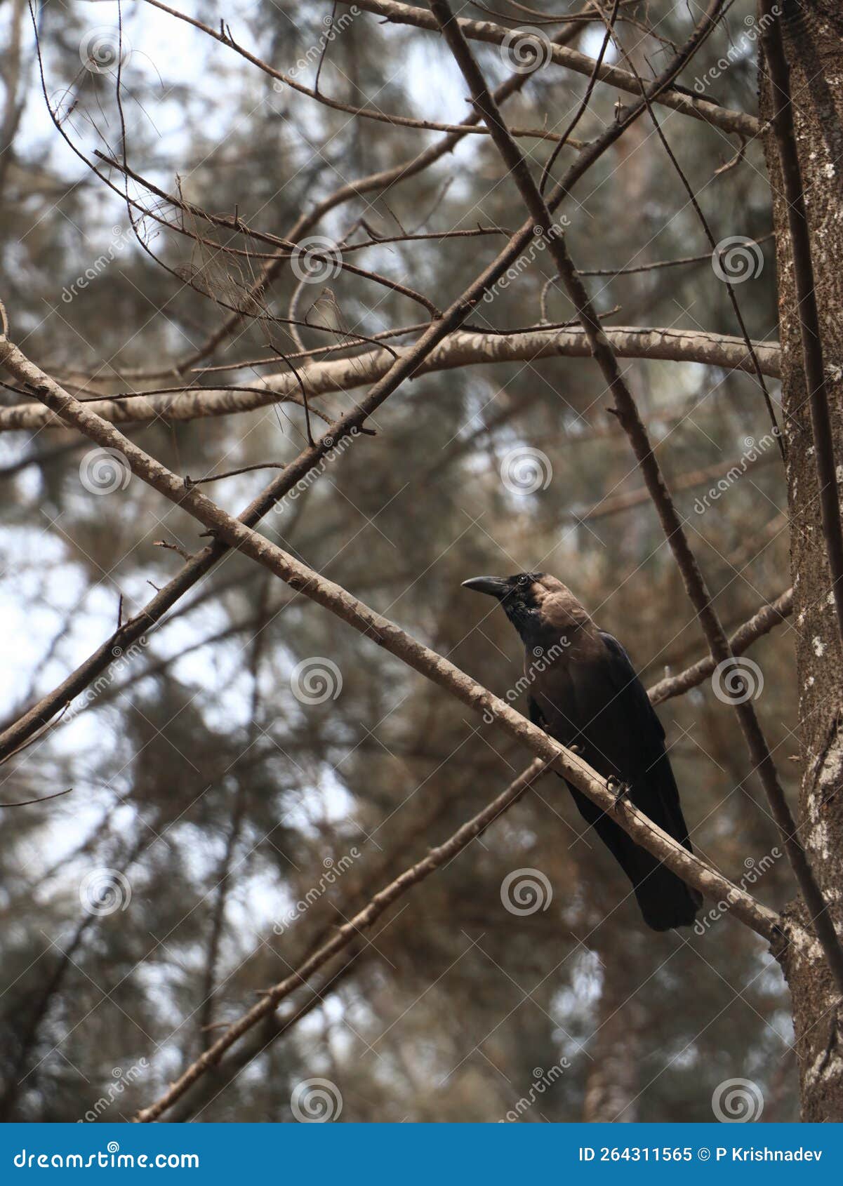 A Black Crow Perching on the Branch of a Tree Stock Image - Image of ...