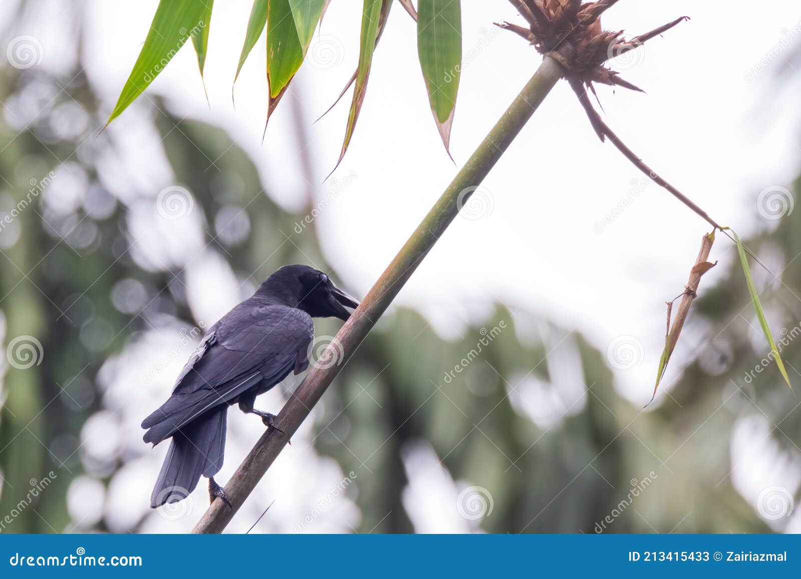 Black Crow Perching on Twig in Nature Stock Image - Image of crows ...