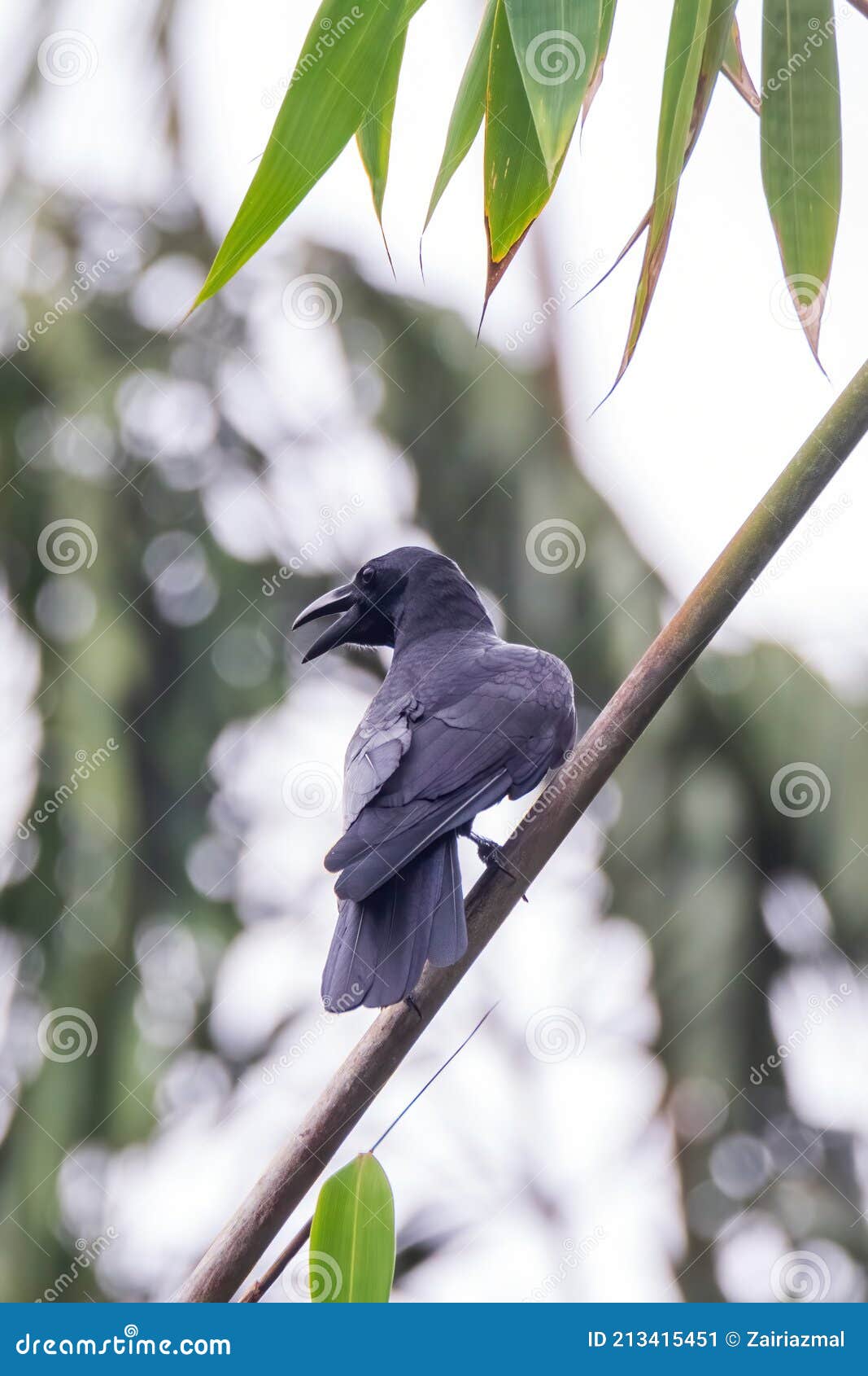 Black Crow Perching on Twig in Nature Stock Image - Image of feather ...