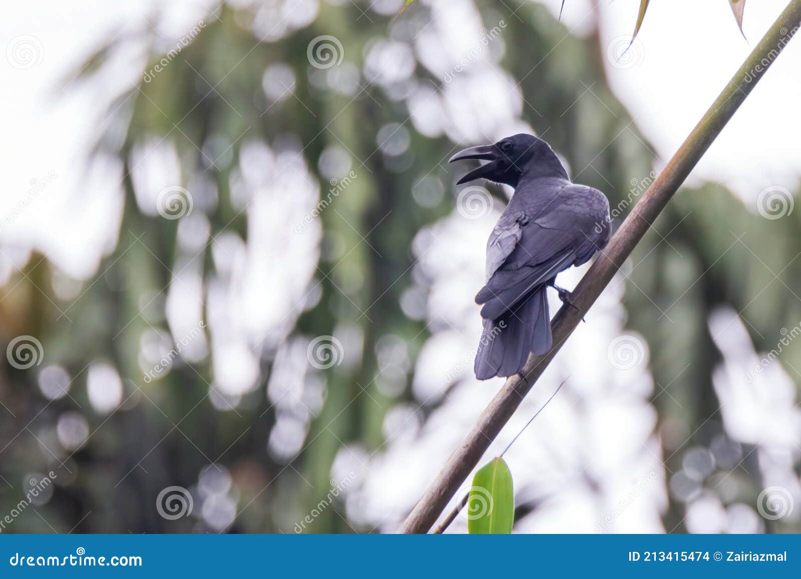 Black Crow Perching on Twig in Nature Stock Photo - Image of ...