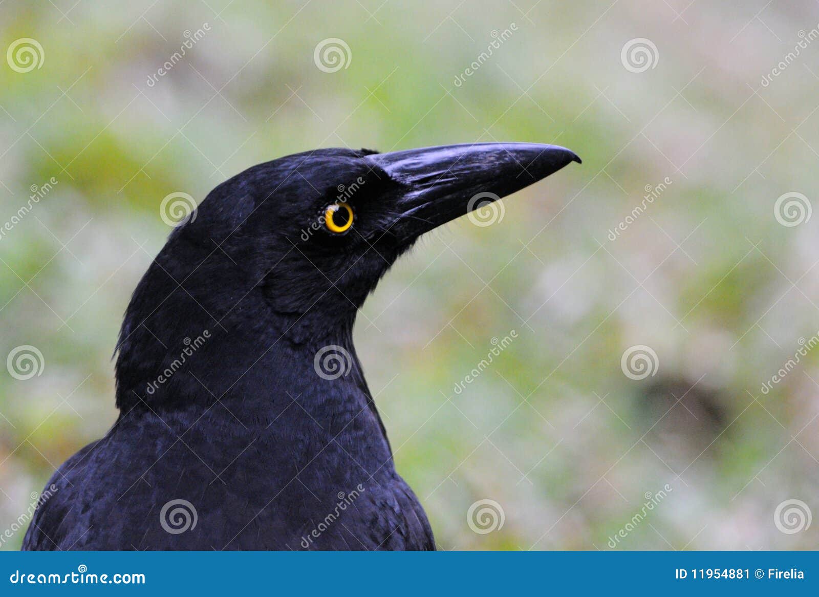 Black crow portrait stock image. Image of large, closeup - 11954881