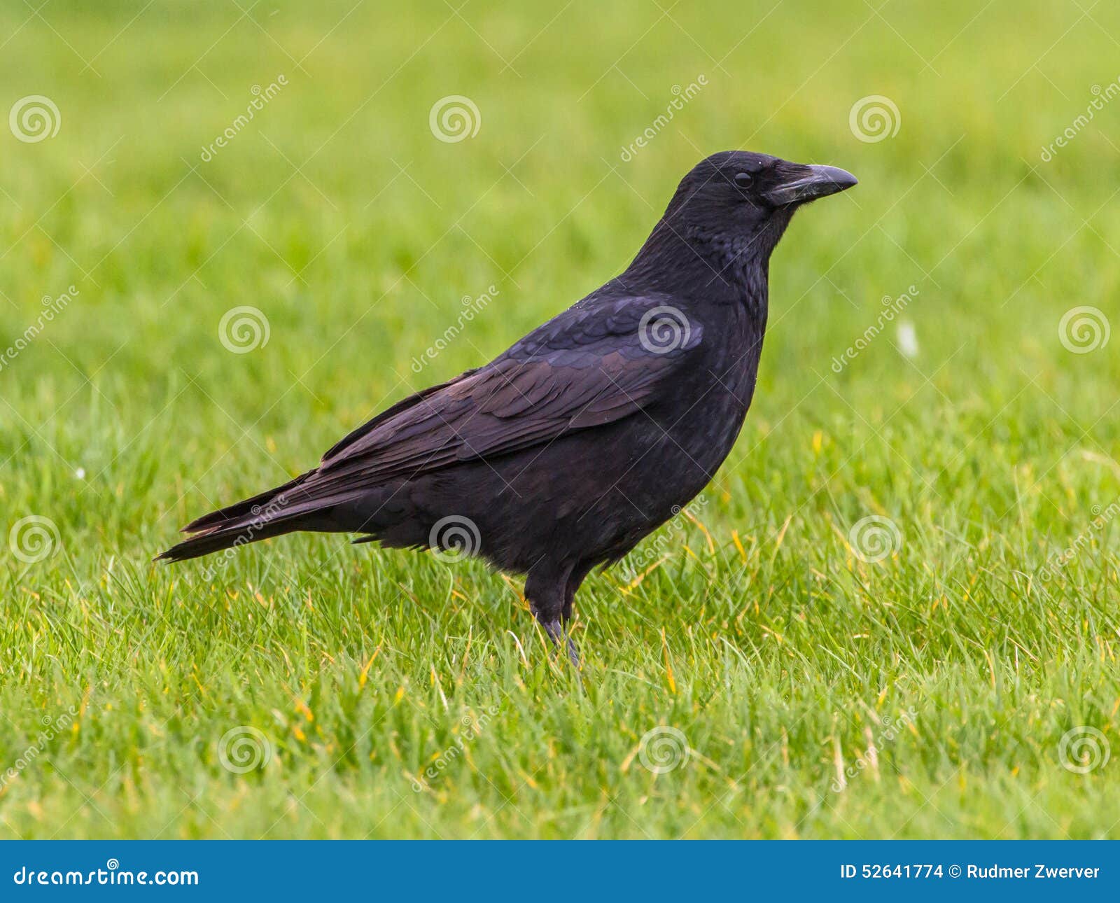 Black Crow Profile on Green Grass Background Stock Photo - Image of ...