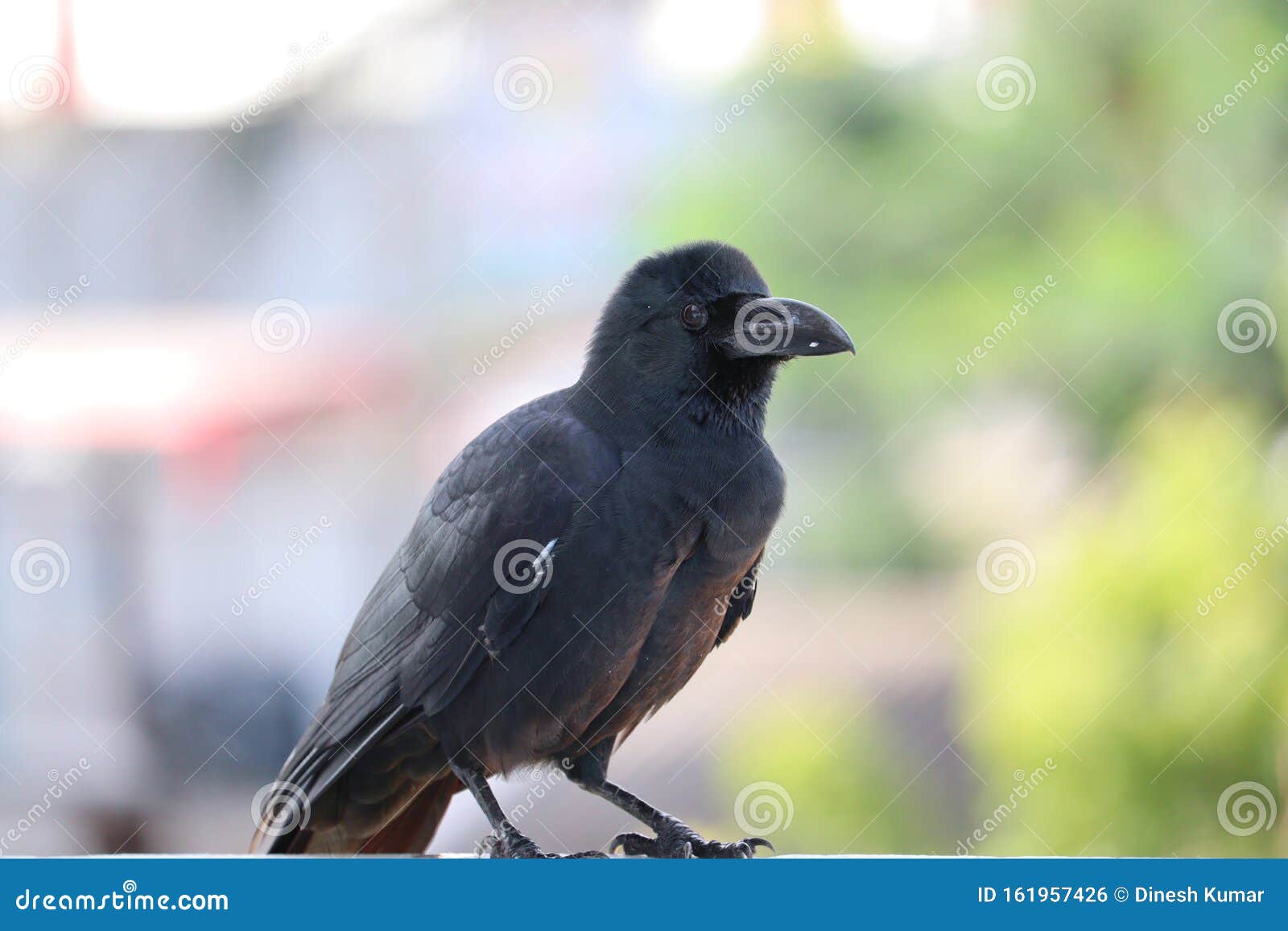 A Black Crow Ready for Hunting Stock Photo - Image of crow, feather ...
