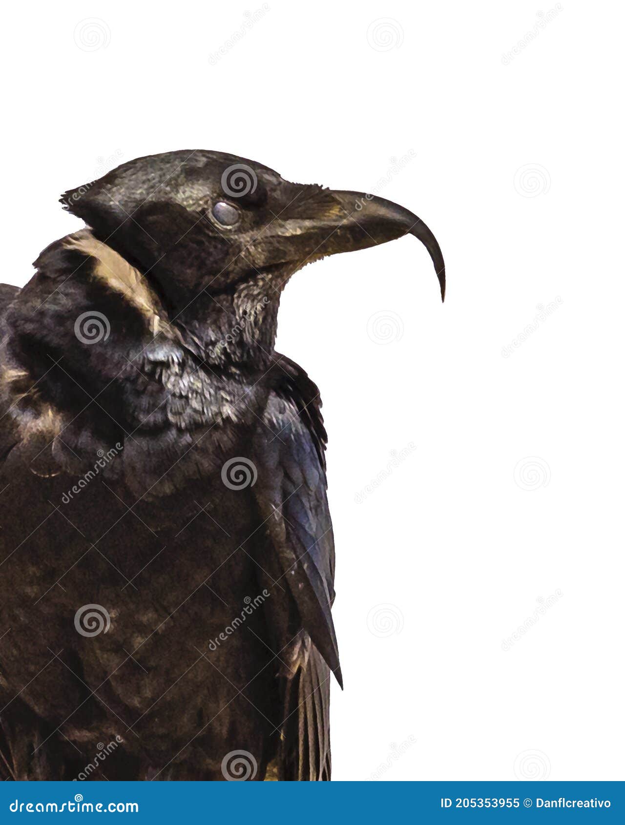 A Crow In Side Profile. Stock Photography | CartoonDealer.com #246183500