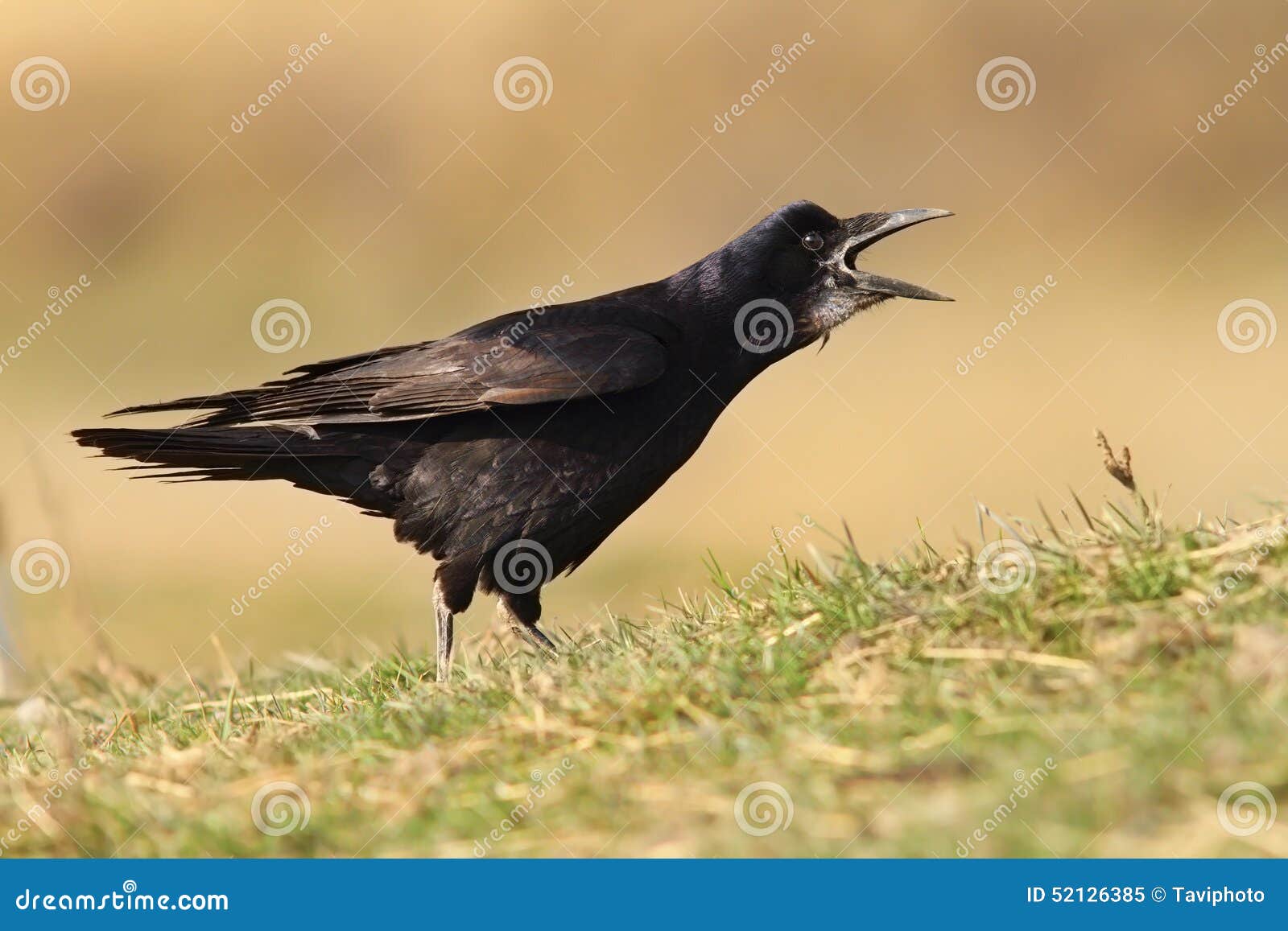 Black crow singing stock image. Image of green, raven - 52126385
