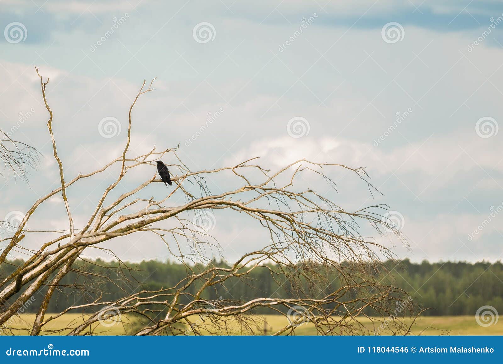 A Black Crow Sits on the Branches of a Tree Stock Photo - Image of ...