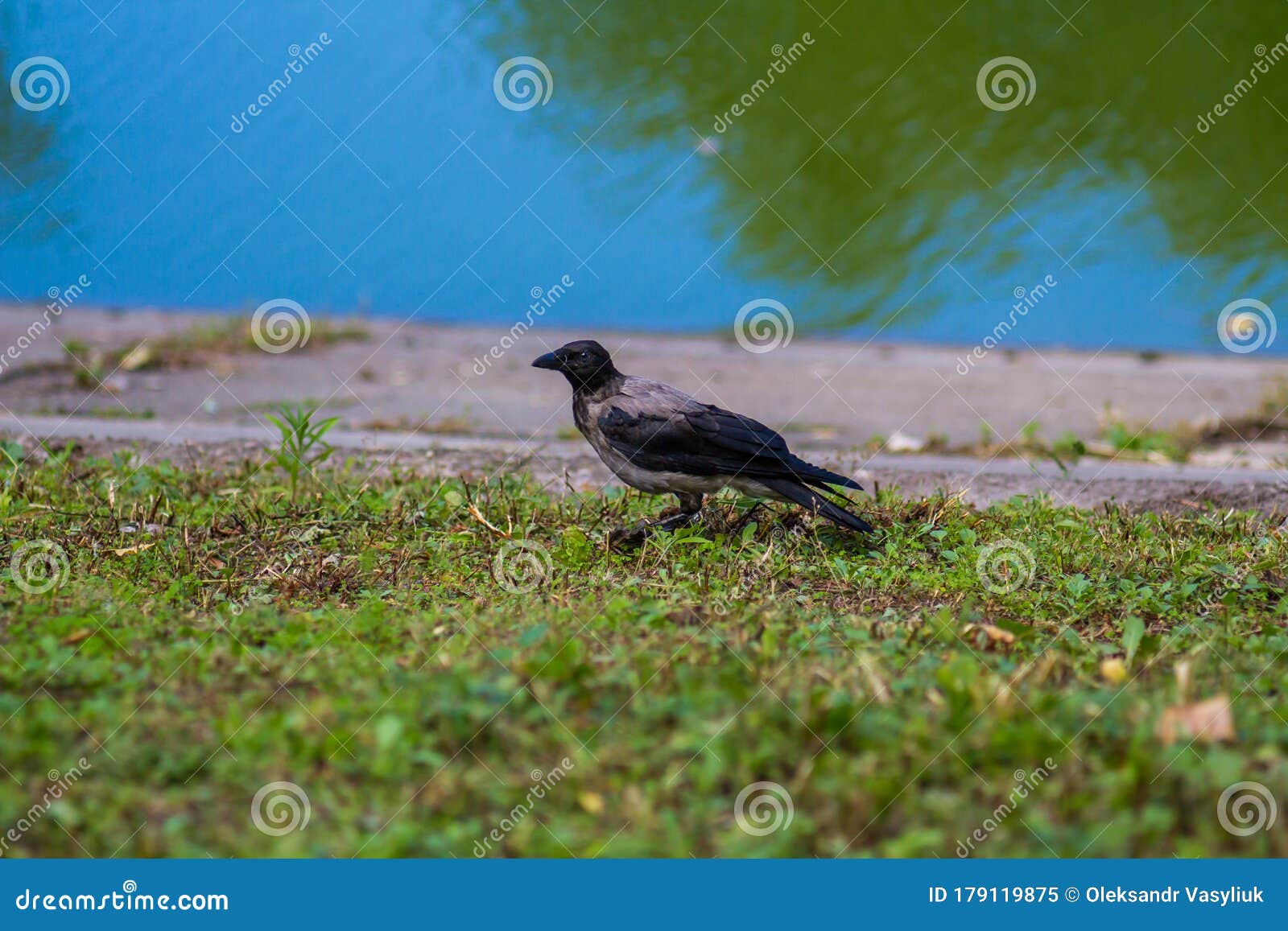 Black Crow Sits on the Lake in the Zoo in Summer Stock Image - Image of ...