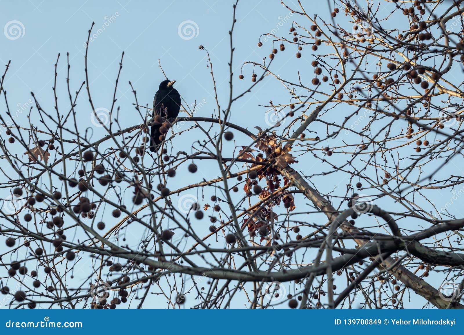 Black Crow Sitting Alone in a Tree Stock Image - Image of frost ...