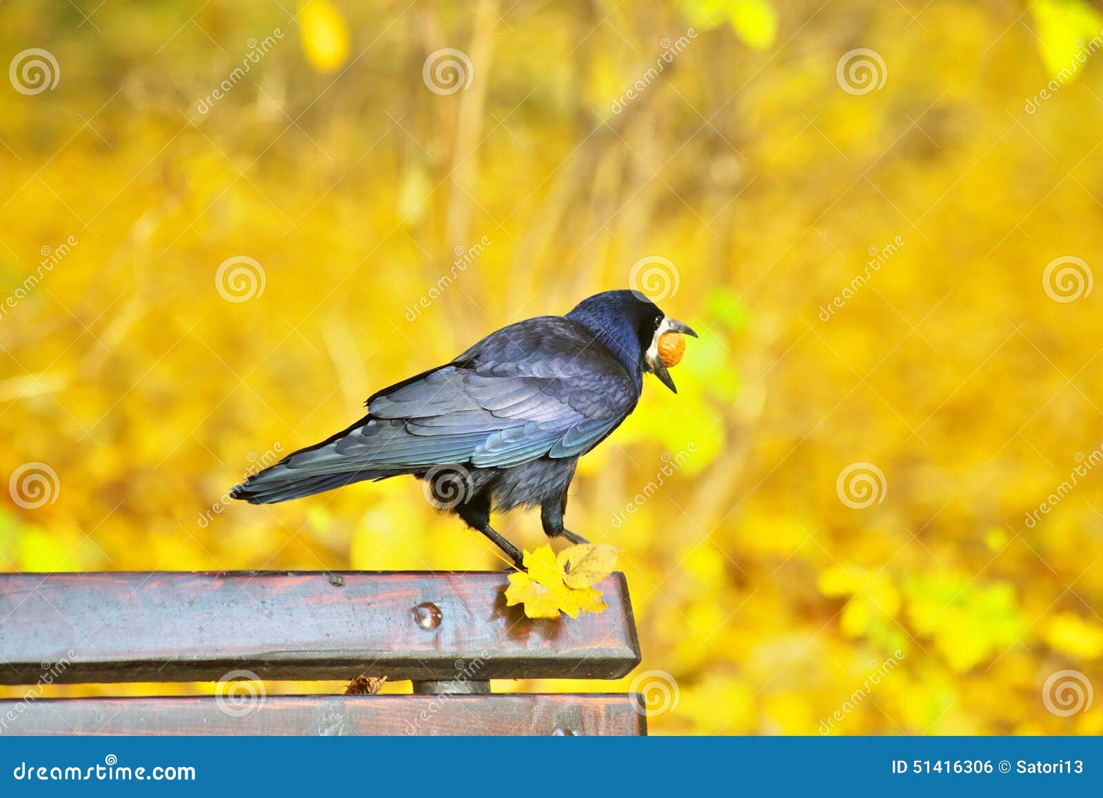 Black Crow Sitting on Bench Stock Photo - Image of beak, wing: 51416306