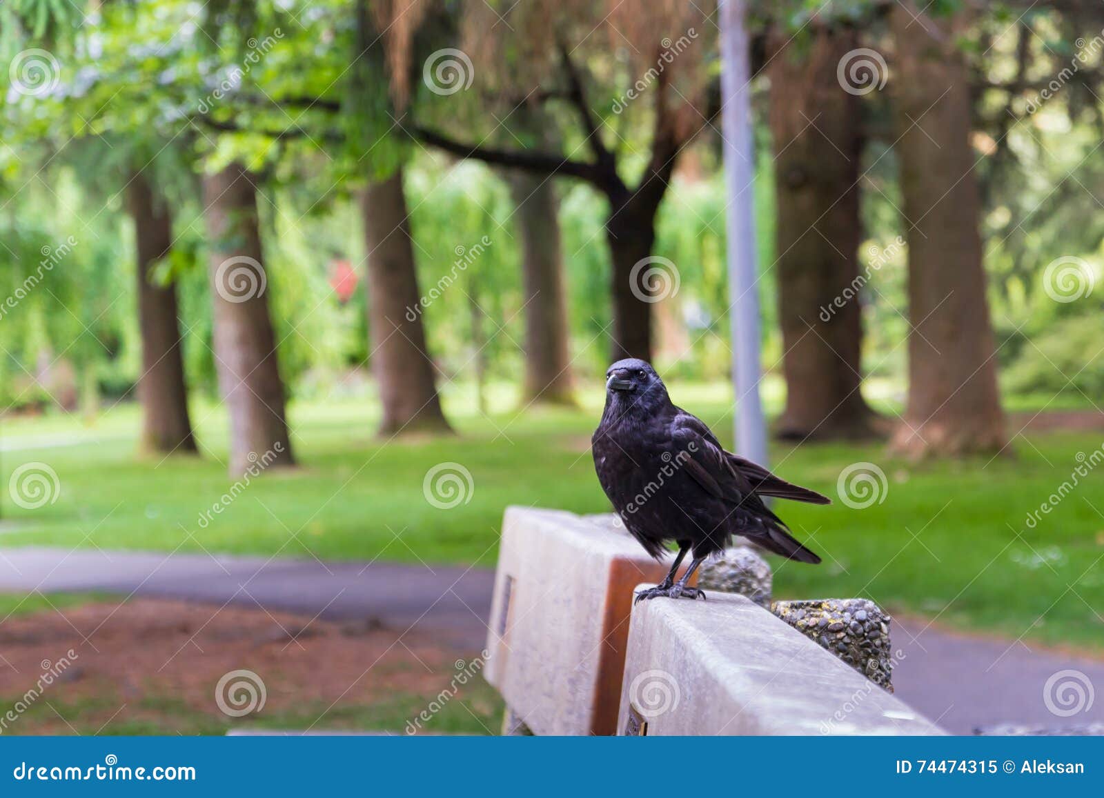 Black Crow Sitting on Bench Stock Image - Image of claw, corvidae: 74474315
