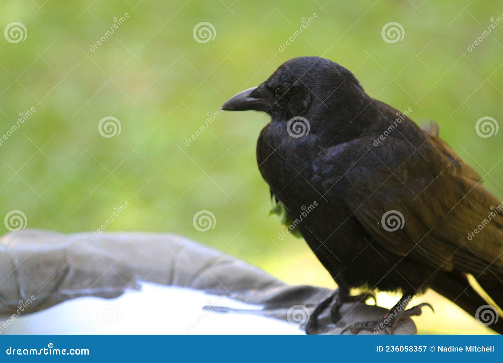 Crow Perched on a Bird Bath Stock Image - Image of feathers, animal ...