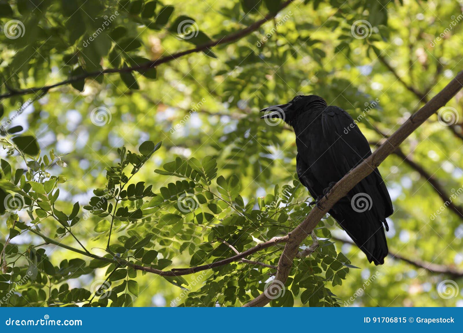 Black crow sitting stock image. Image of wing, corvidae - 91706815