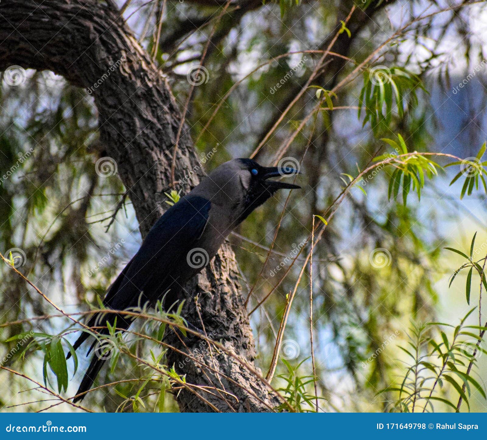 Black Crow Sitting on the Branch of a Tree, Black Crow Searching for ...