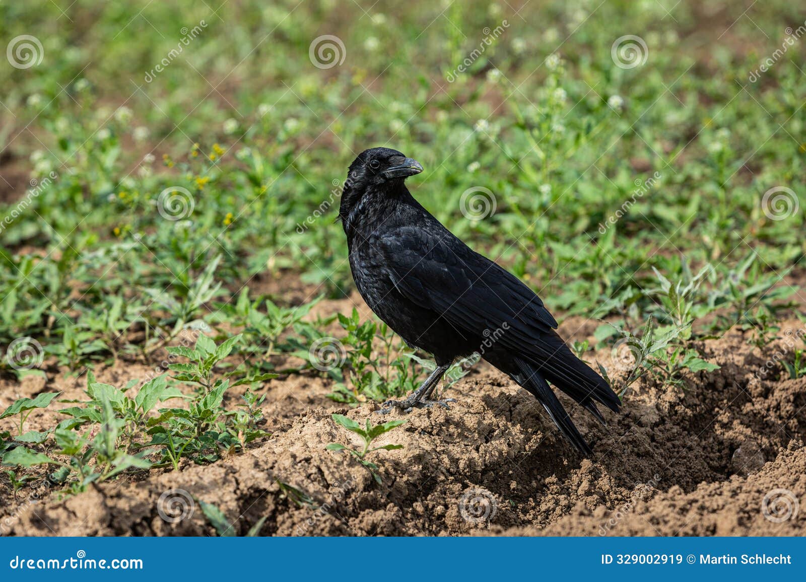 Black Crow Sitting on a Field Stock Image - Image of outdoors, summer ...