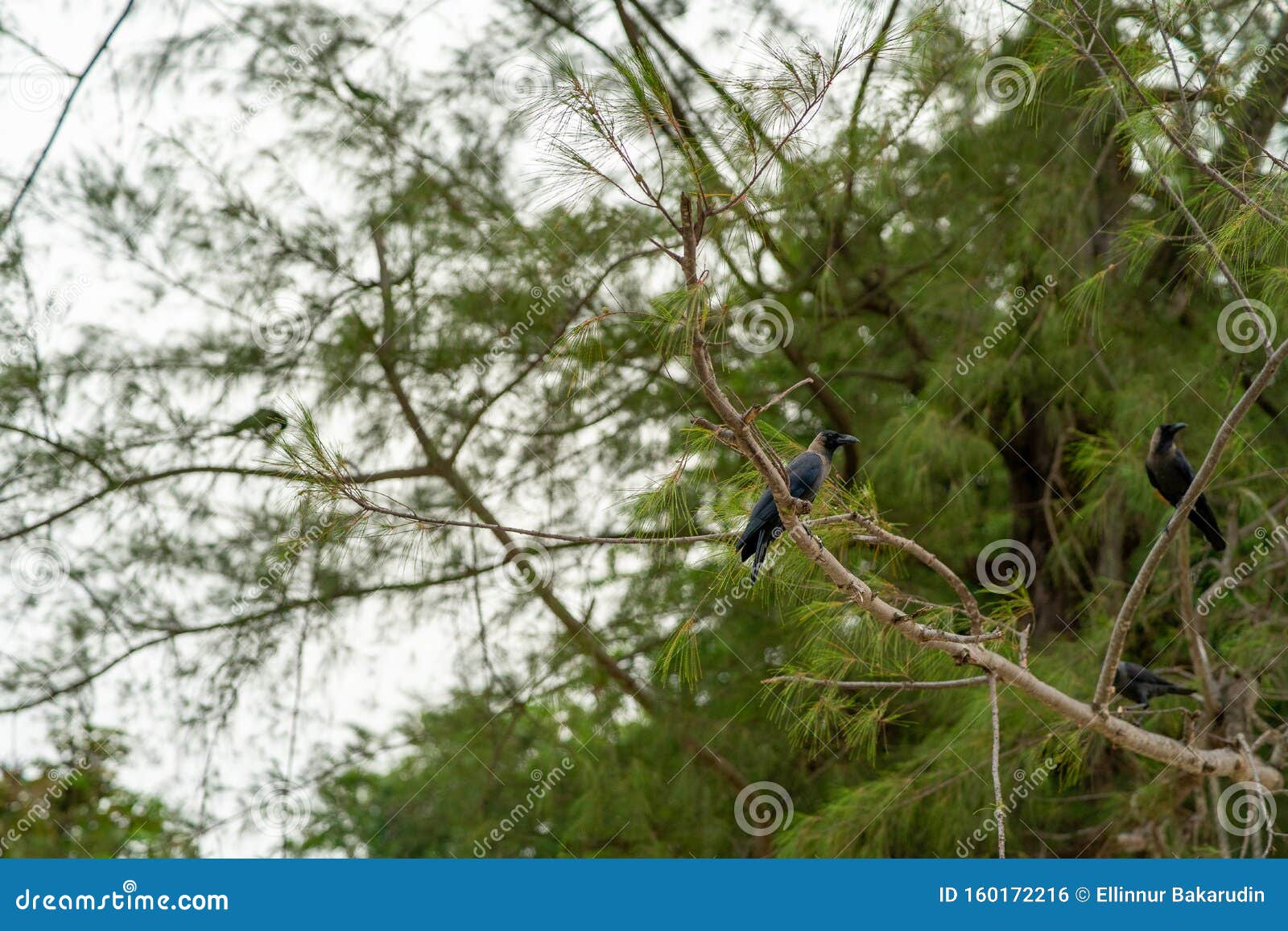 Black Crow Sitting on a Green Tree Stock Photo - Image of sitting ...