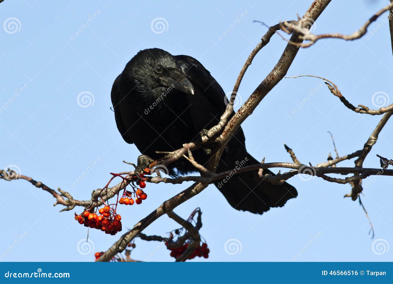 Black Crow Sitting on Mountain Ash Sunny Autumn Stock Photo - Image of ...