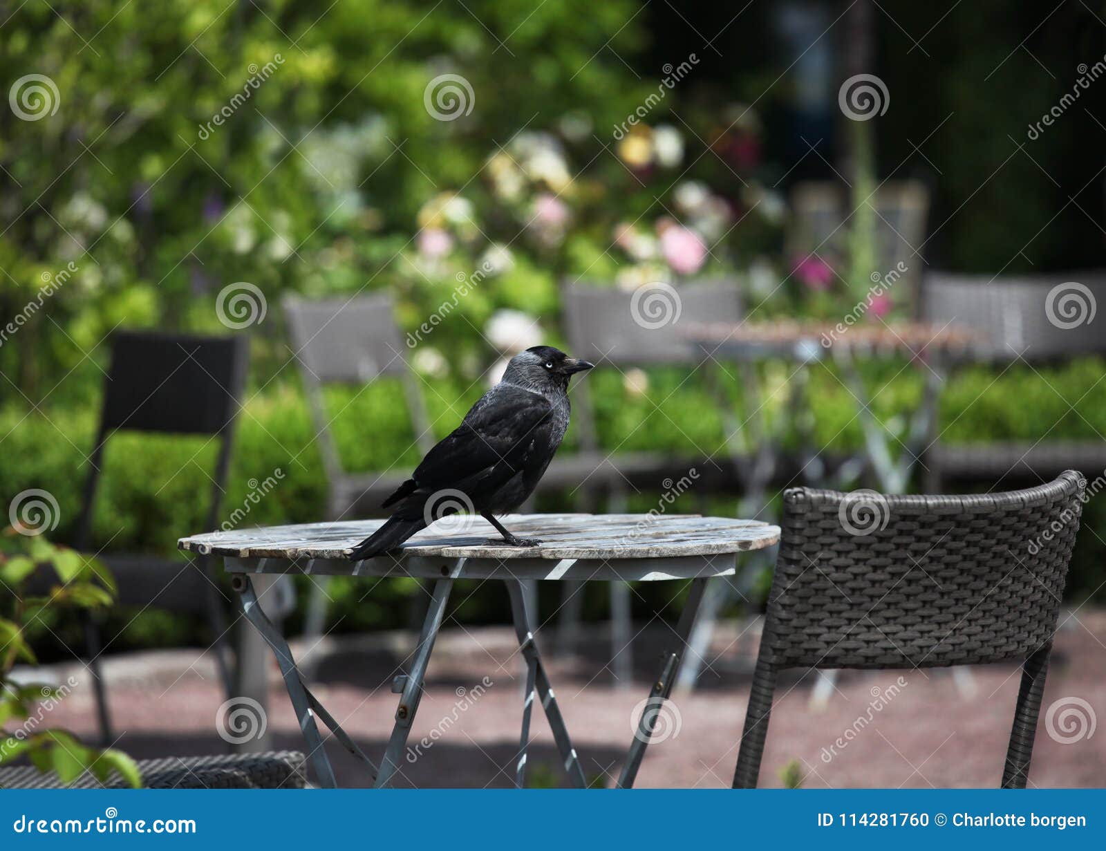 Crow sitting on a table stock photo. Image of closeup - 114281760