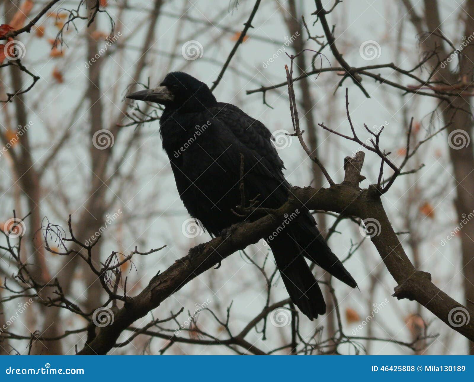 Black Crow Sitting on a Tree Branch Stock Photo - Image of look, crow ...